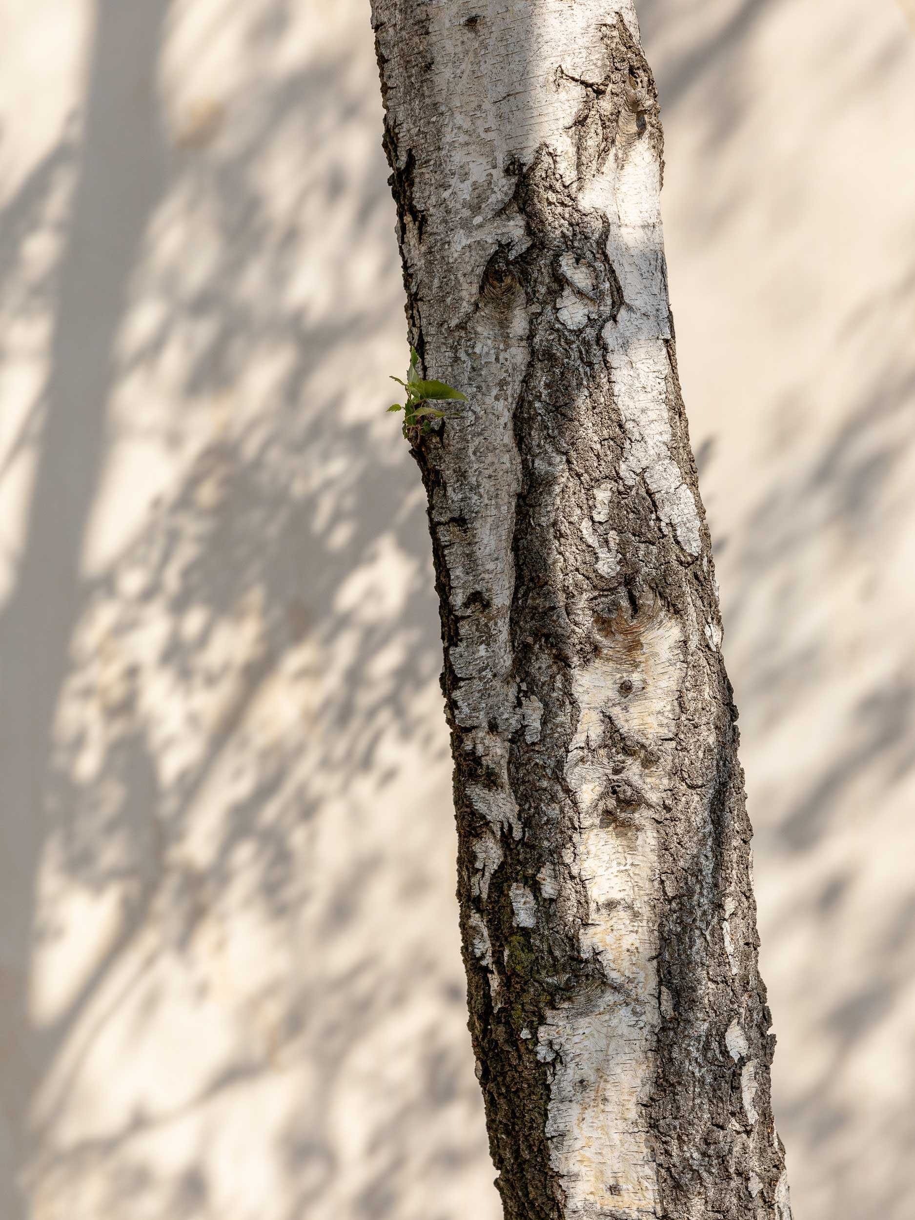 Susi Leeton | Birch Tree House